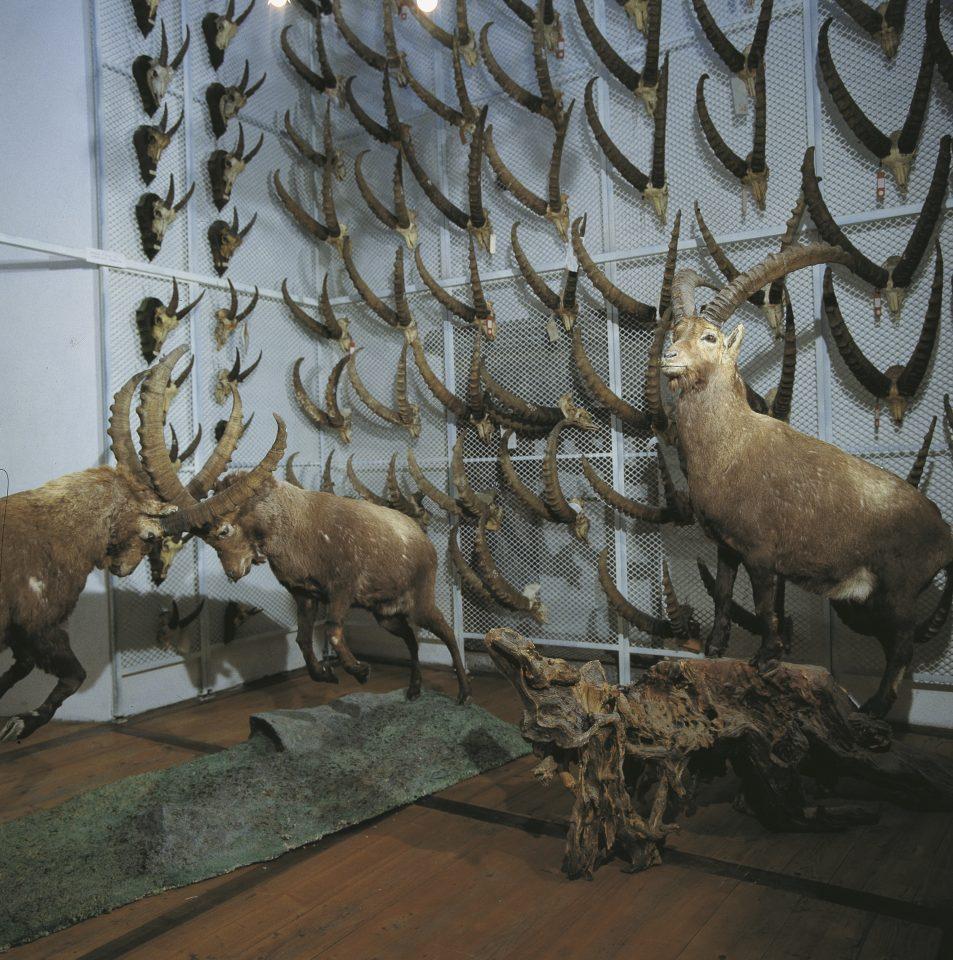 Il Museo e la sua storia – Museo Regionale di Scienze Naturali Efisio Noussan