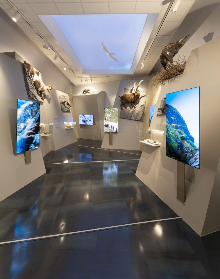 Il Museo e la sua storia – Museo Regionale di Scienze Naturali Efisio Noussan