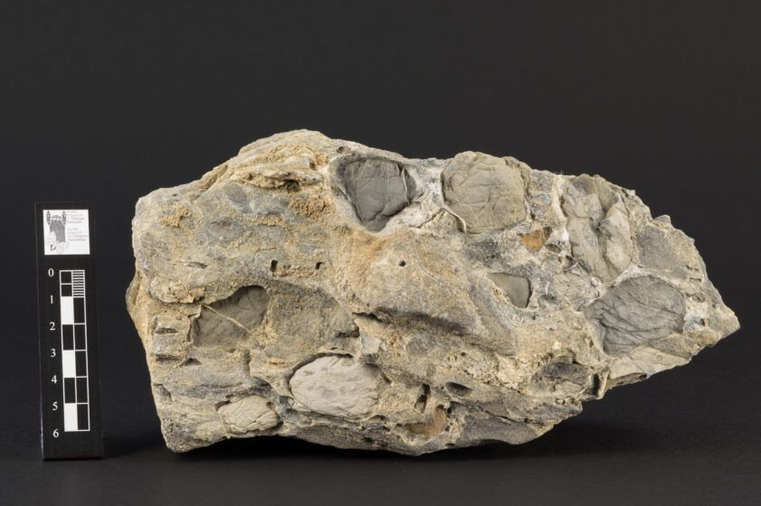 breccia calcarea – Museo Regionale di Scienze Naturali Efisio Noussan