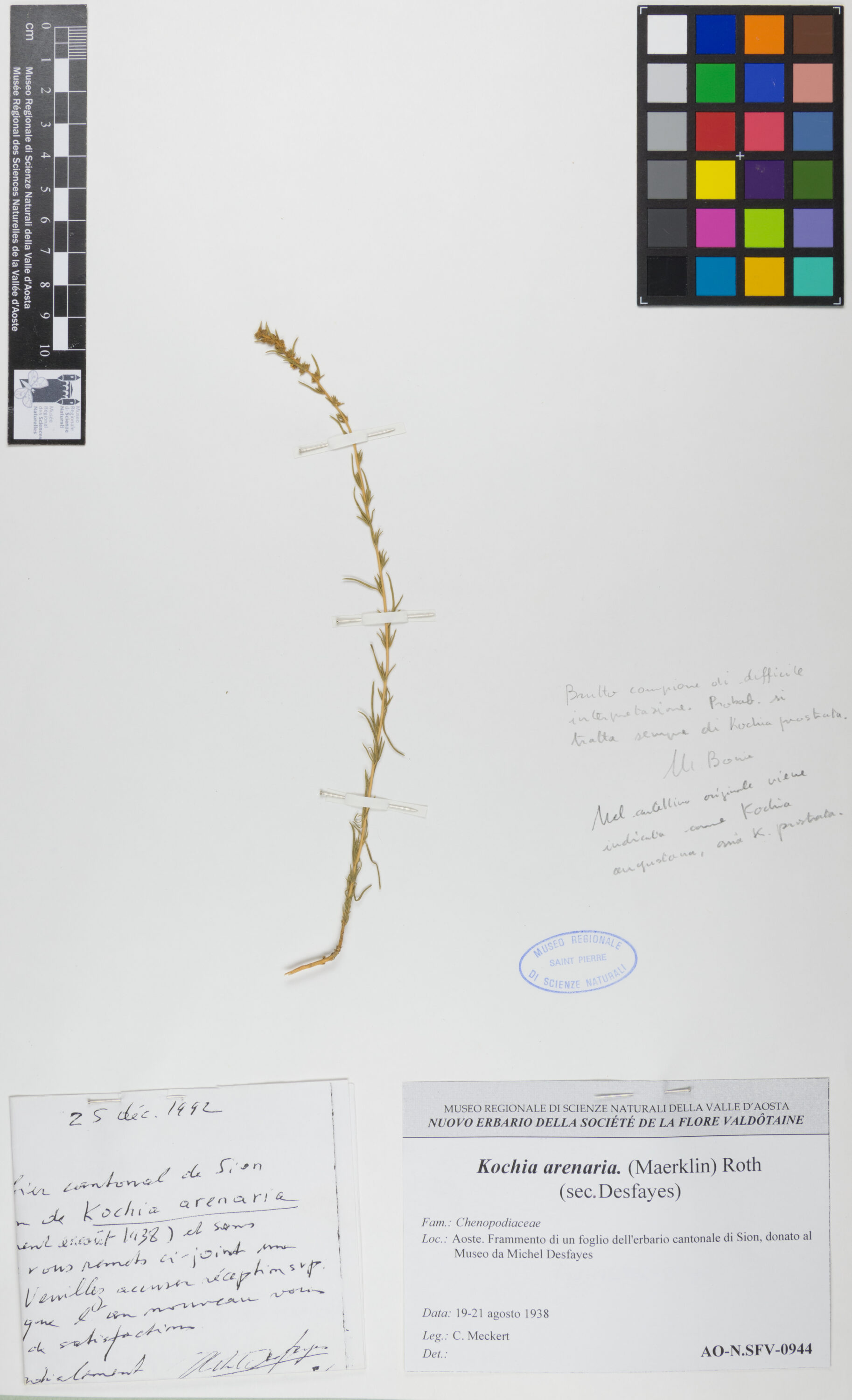 Kochia prostrata L. – Museo Regionale di Scienze Naturali Efisio Noussan