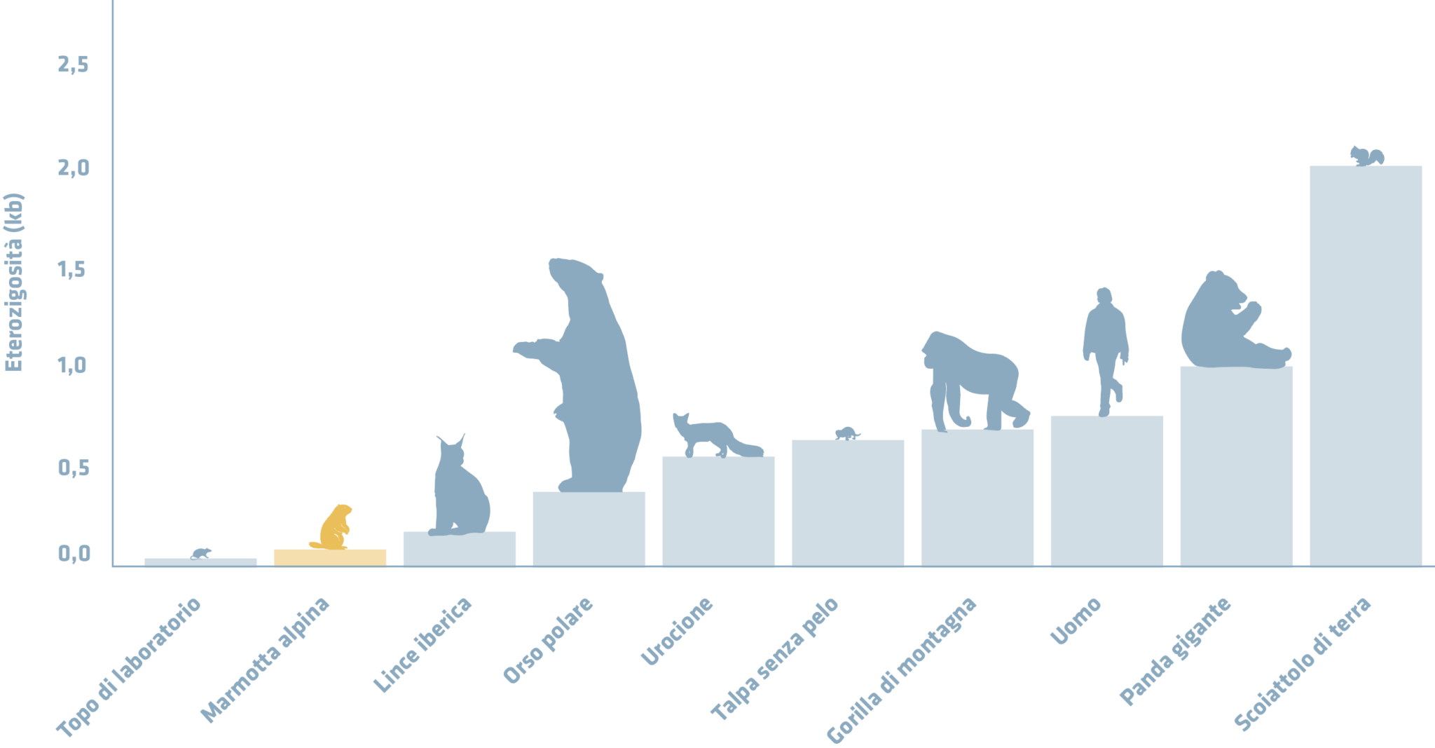 The Alpine marmot: a rather static genome – Museo Regionale di Scienze Naturali Efisio Noussan