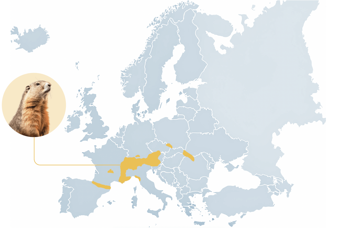 The Alpine marmot: a rather static genome – Museo Regionale di Scienze ...