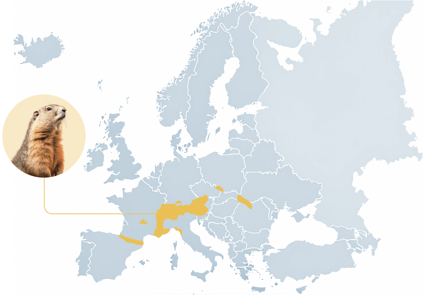 The Alpine marmot: a rather static genome – Museo Regionale di Scienze Naturali Efisio Noussan