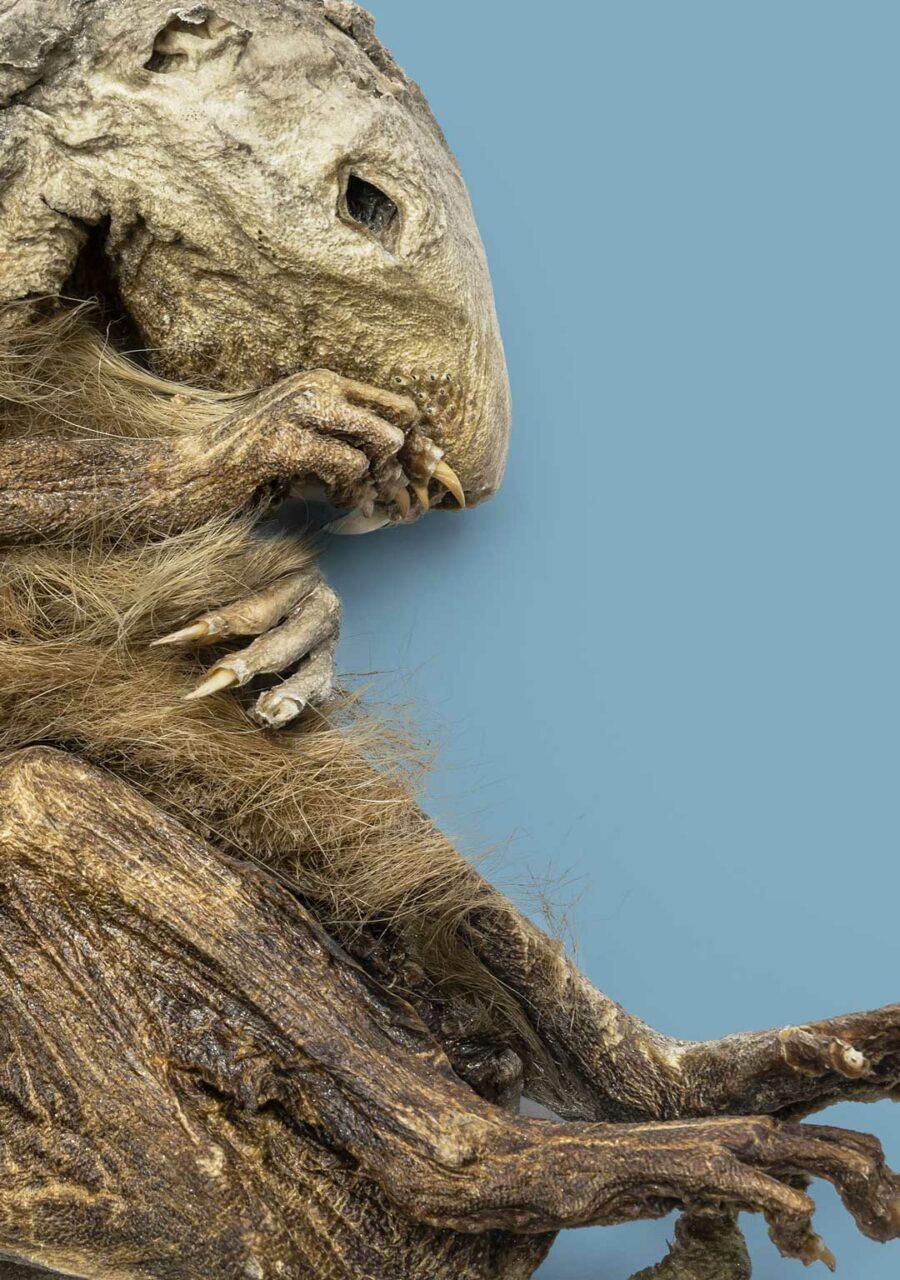 The Lyskamm Marmot – Museo Regionale di Scienze Naturali Efisio Noussan